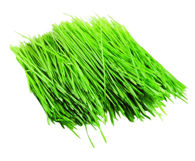 RUNNING WITH PASSION: 25 Reasons To Enjoy The Wondrous Wheatgrass