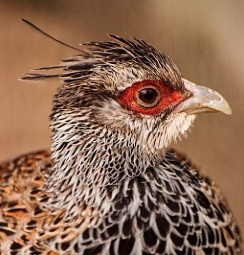 Cheer pheasant photos | Birds of India | Bird World