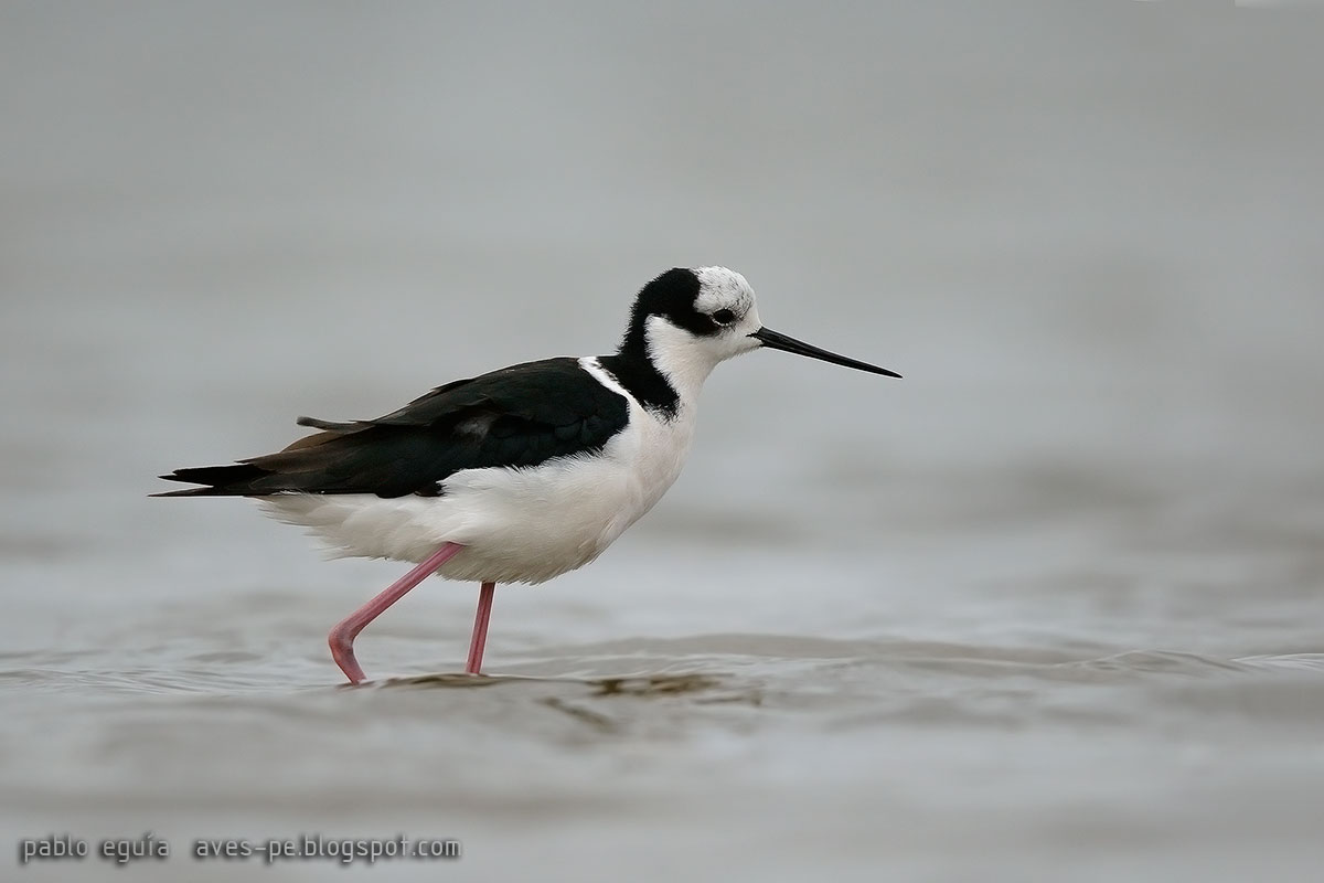 mis fotos de aves: Himantopus (himantopus) melanurus Tero Real Black ...