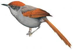 Laberinto en extinción: Pijuí de pinto (Synallaxis infuscata)