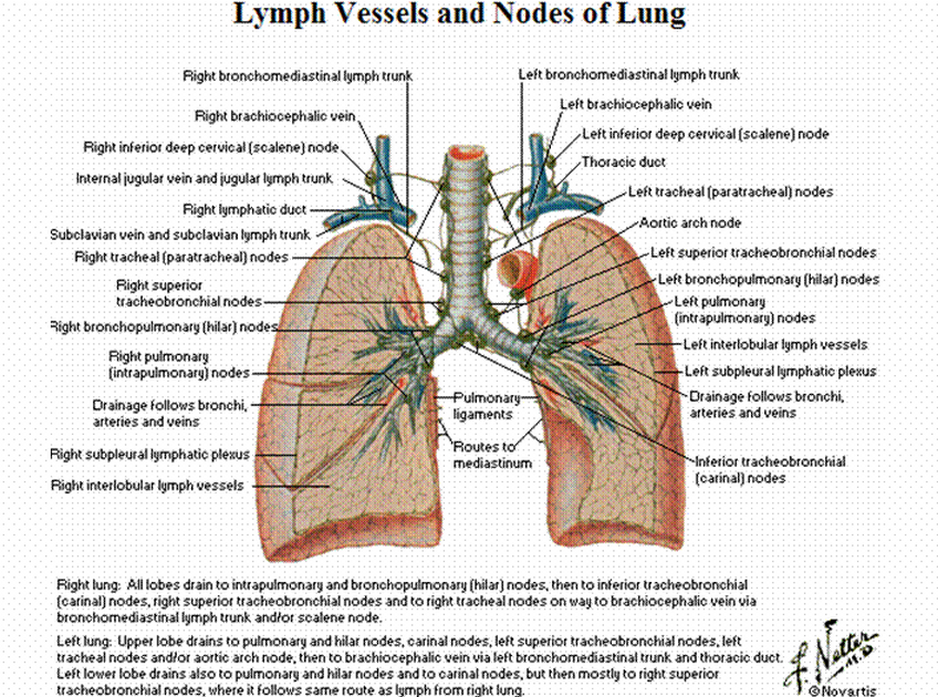 MBBS Medicine (Humanity First): Lymph Vessels and Nodes of Lung