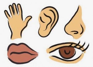 Klasblog: Biologie - De zintuigen (gehoor + evenwicht)