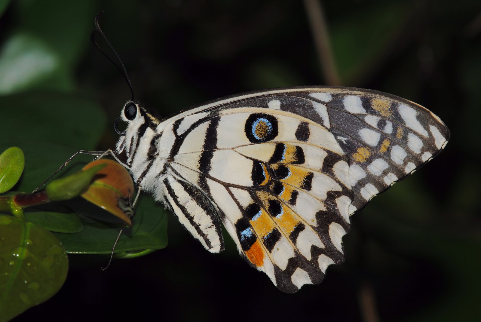 Visto al Pasar: Papilio demoleus