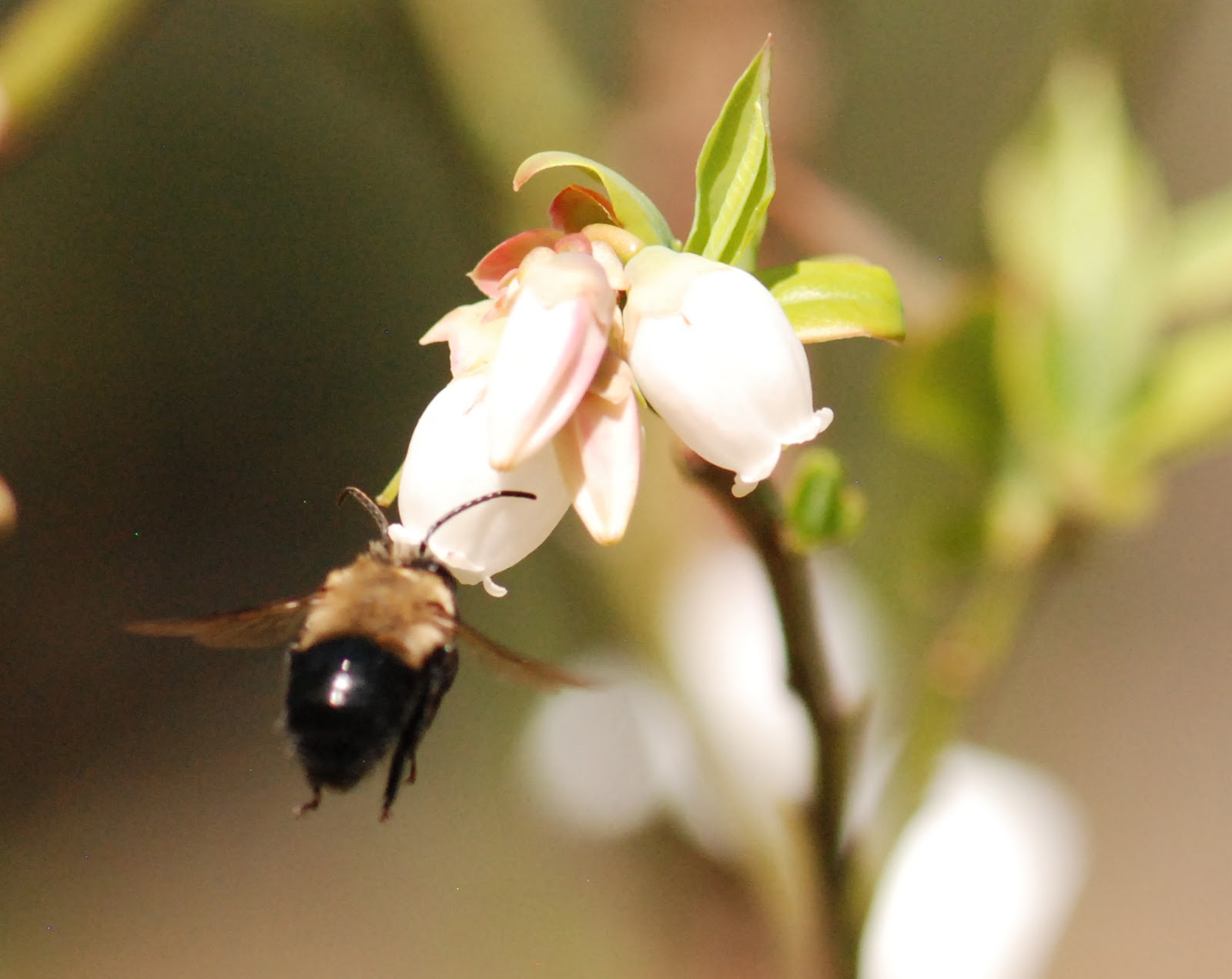 Gaia Garden: Southeastern Blueberry Bees