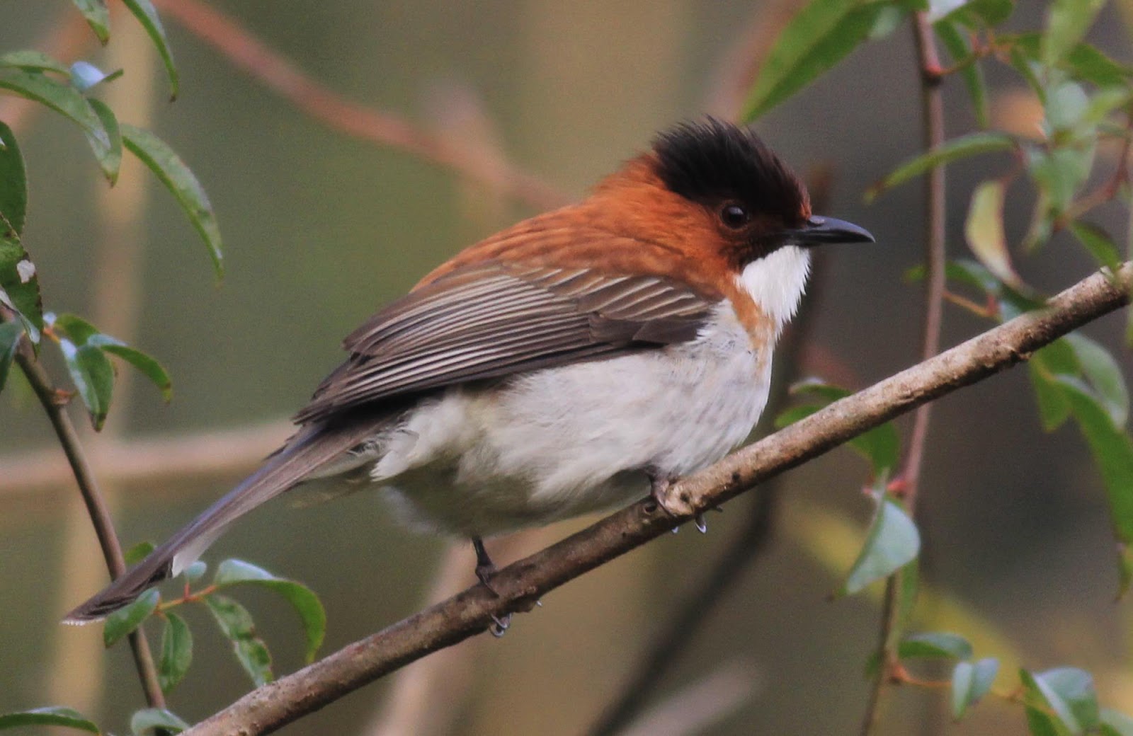 Musings from the Roost: Birding Vietnam (part II)