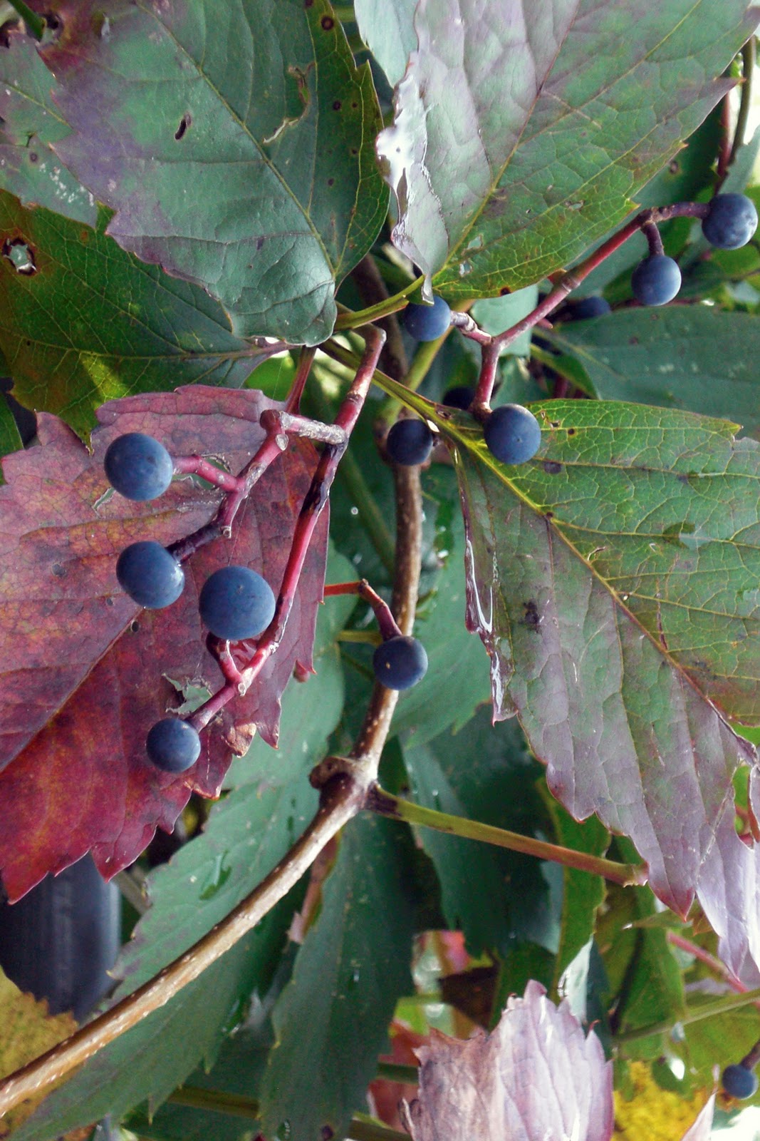 The Violet Fern: Berry Berry Good!