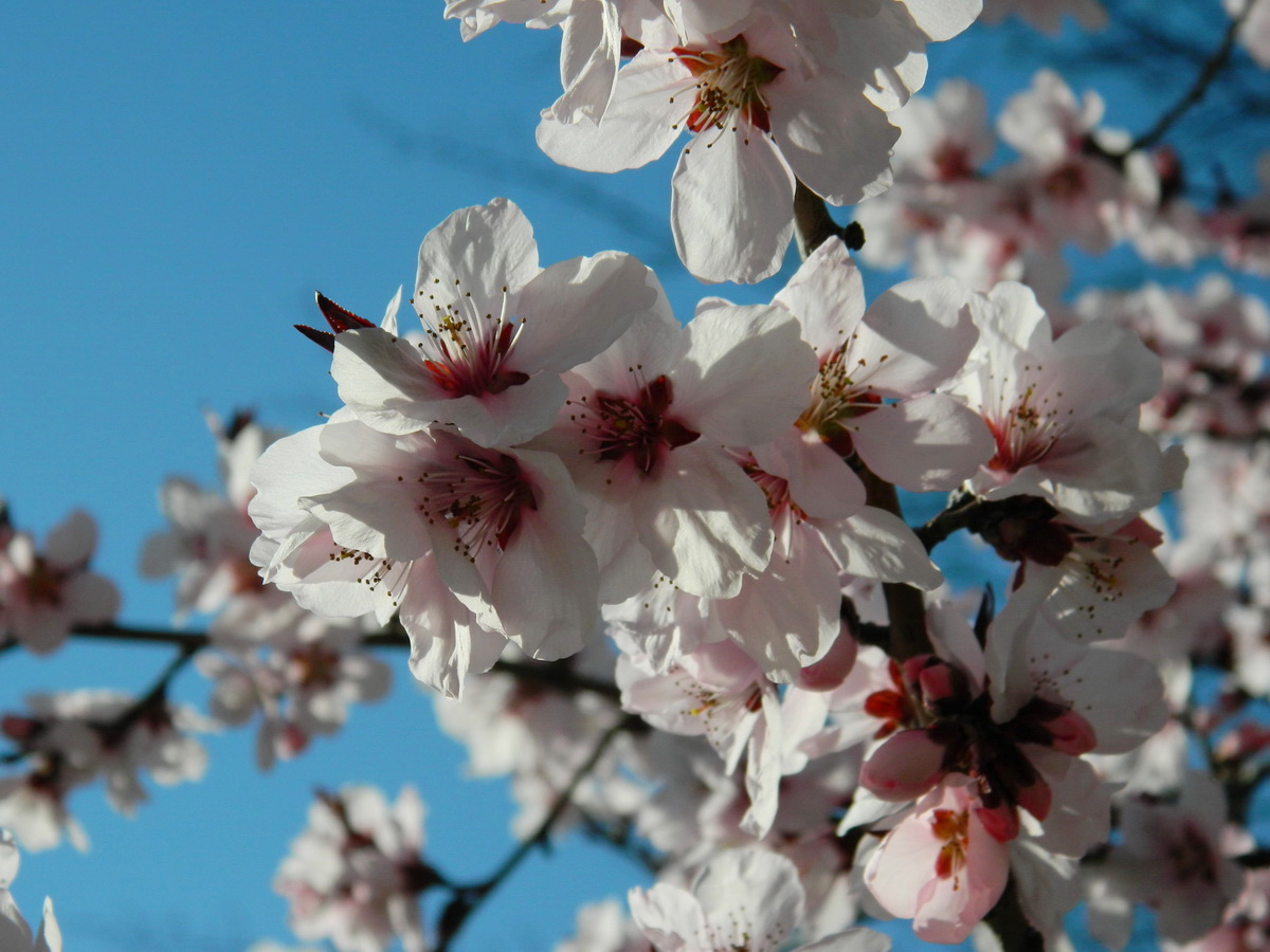 LA MULTI ANI, ROMANIA!: Alt migdal inflorit