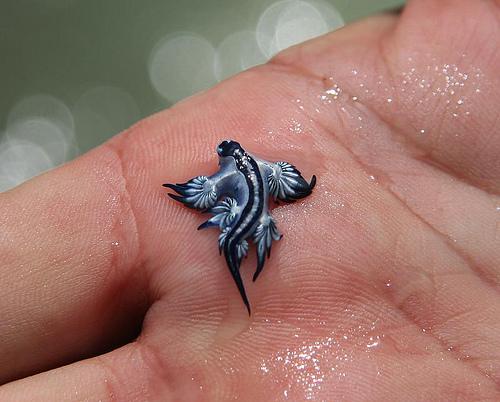 De Mais Curiosidade: Glaucus Atlanticus, o Dragão Azul: tão belo quanto ...