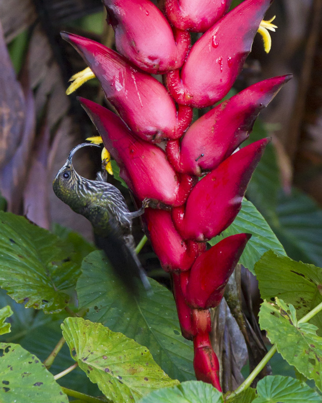 SICKLE BILLED BIRDS photos - wallpapers | the fun bank