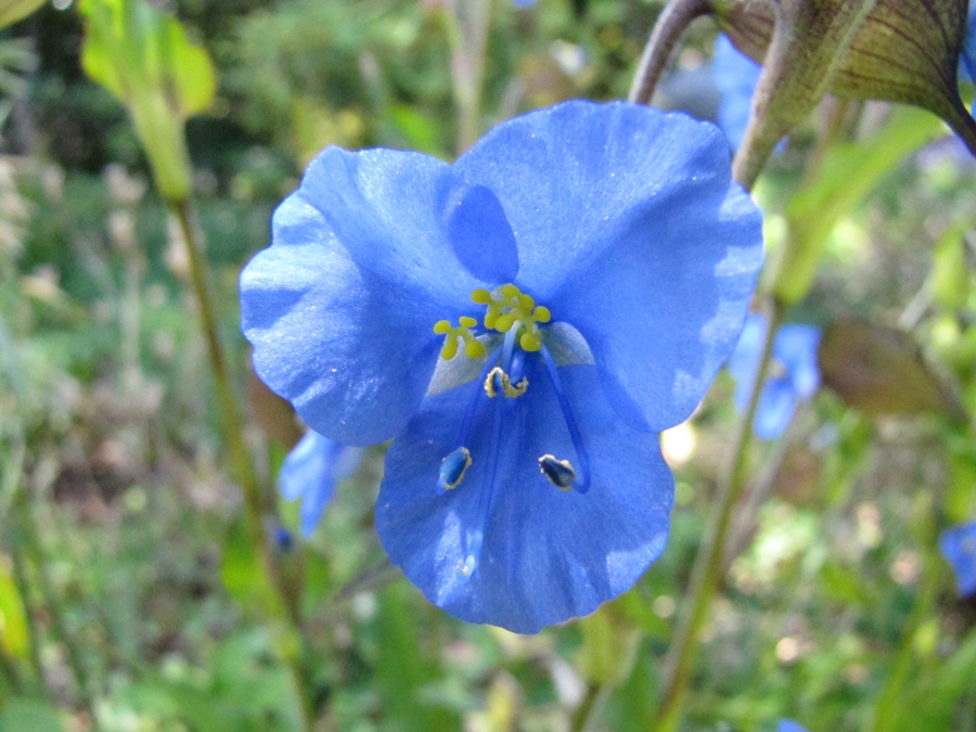 photographing New Zealand: blue blossom