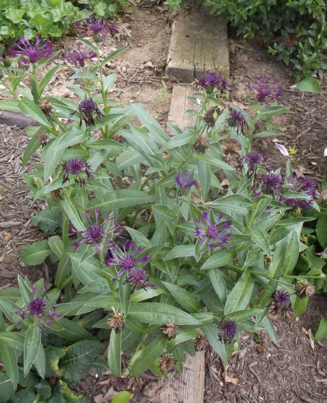 Future Plants by Randy Stewart: Centaurea