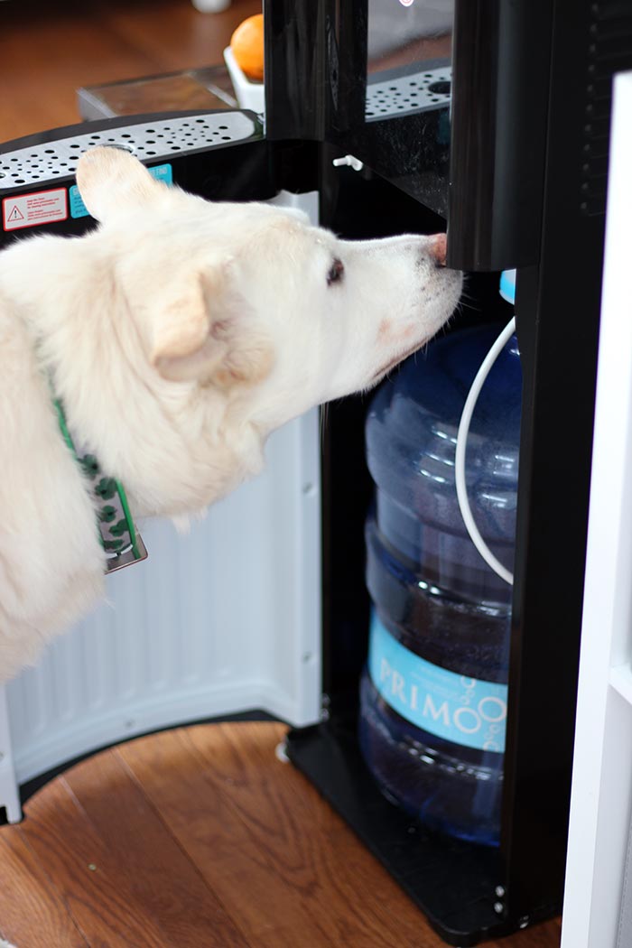 How to Help Your Family Drink More Water Every Day | Sunny Day Family