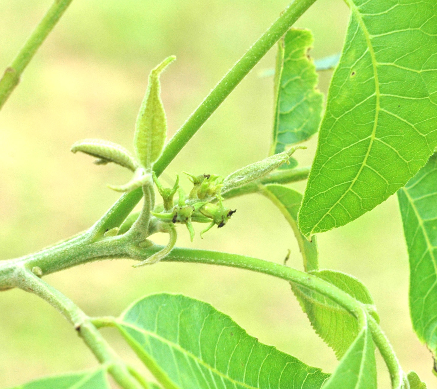 Northern Pecans: Pecan pollination half way complete