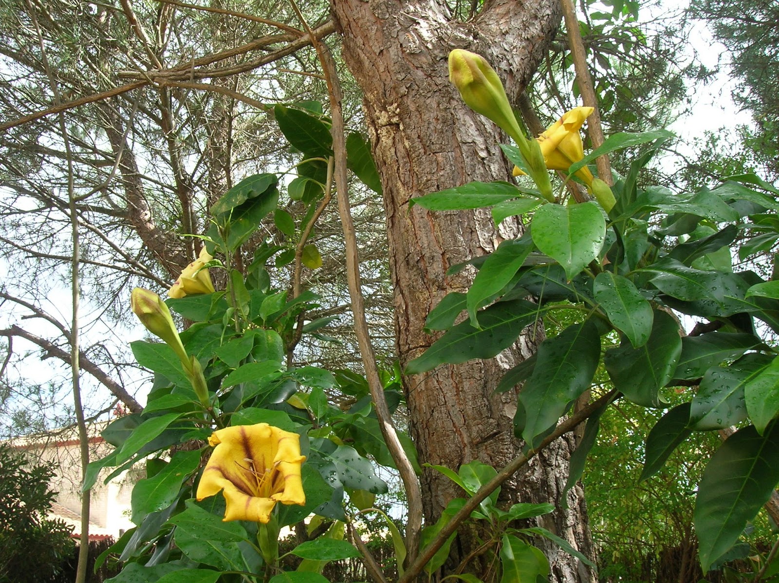 Recregarden: SOLANDRA MAXIMA