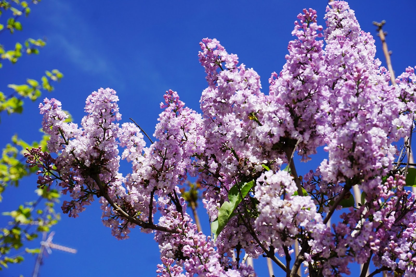 Plantas de Huerta Otea, Salamanca: Lilo, lila común (Syringa vulgaris)