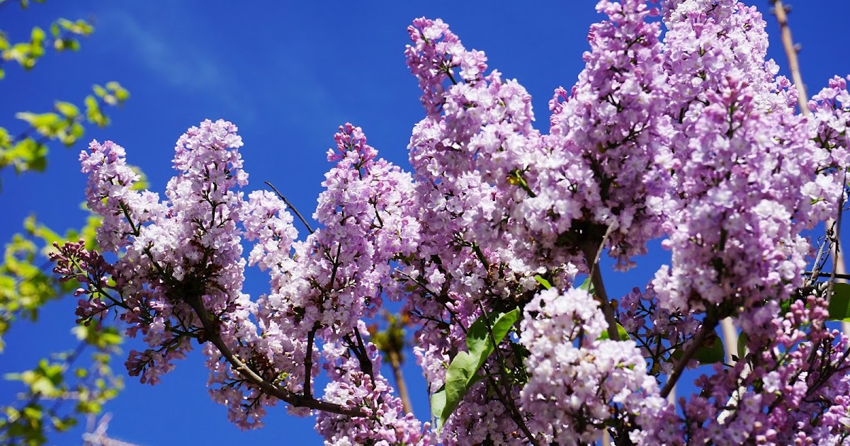Plantas de Huerta Otea, Salamanca: Lilo, lila común (Syringa vulgaris)