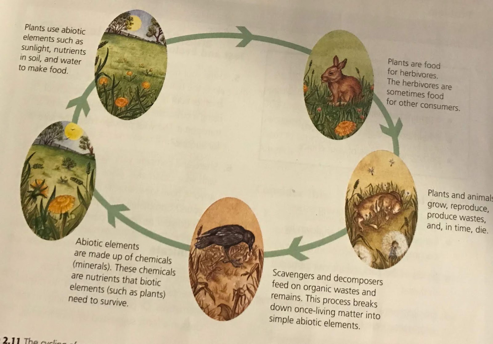 Mrs. Crowley Science