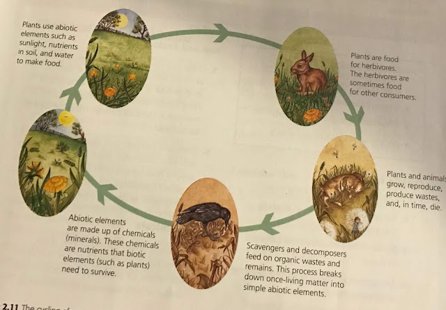 Mrs. Crowley Science
