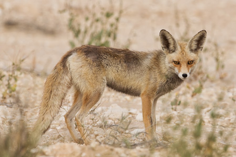 Birds of Saudi Arabia: Two different Arabian Red Foxes – Dhahran Hills