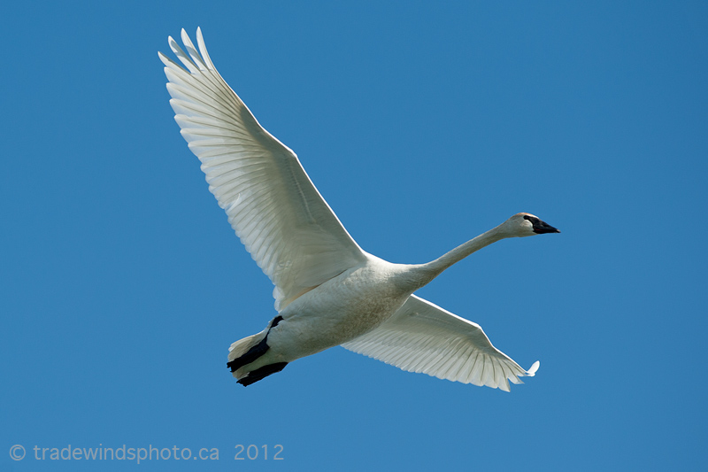 Claus Vogel Photography: Swan Report April 11, 2012
