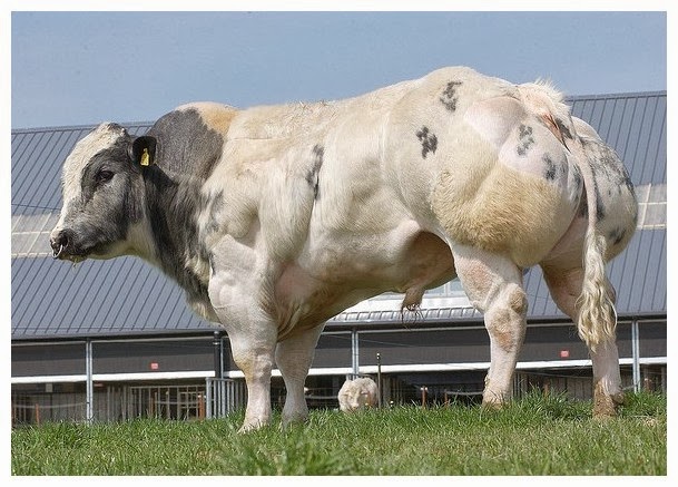 ¿Es la raza "Belgian Blue" la vaca más mamadísima entre todos los bóvidos? - Forocoches