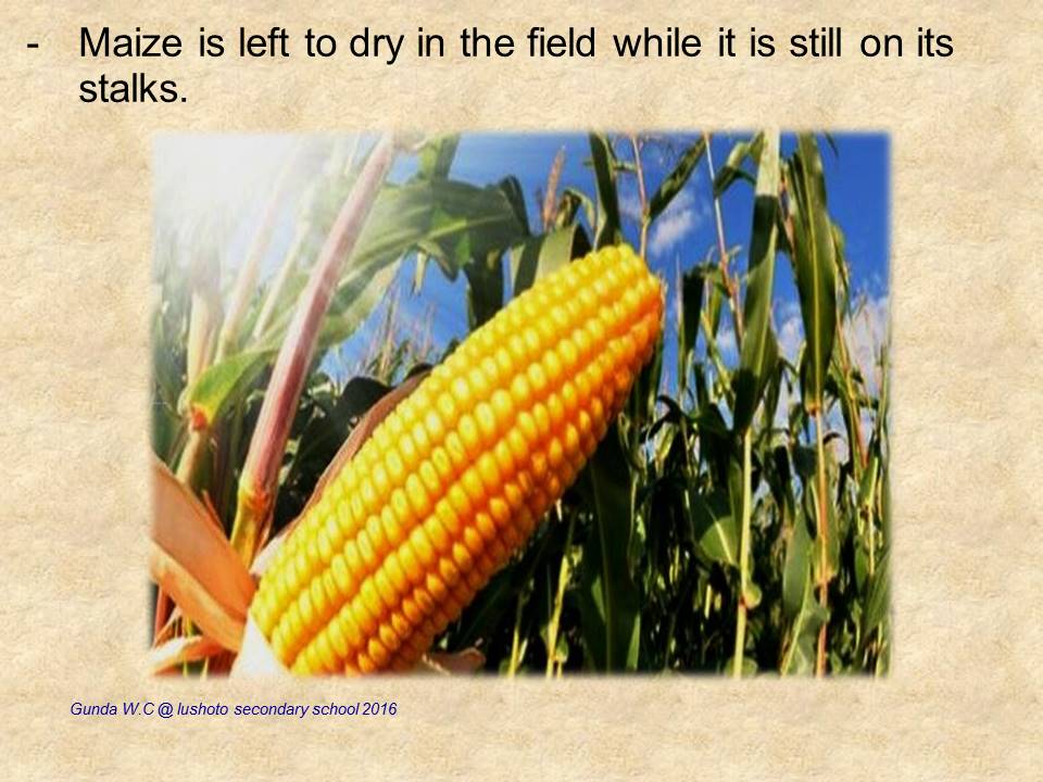 NYUMBA: AGRICULTURE - MAIZE PRODUCTION (LESSON NOTES FOR FORM TWO)