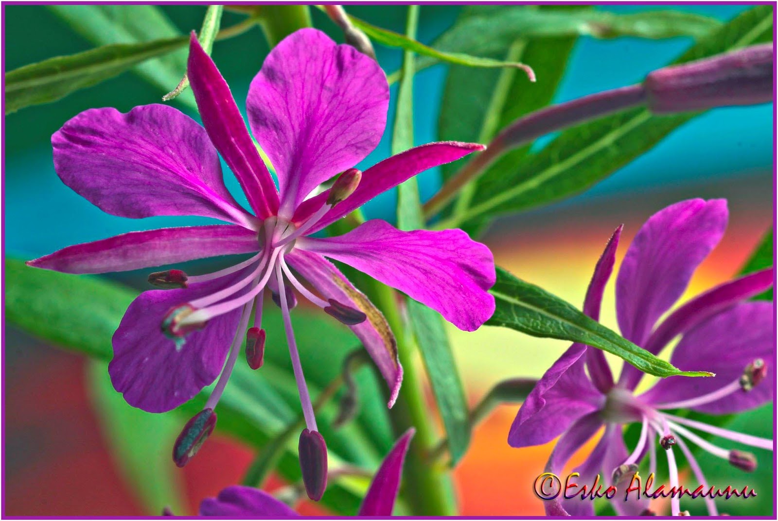 Eko-Kuvia: *Rentun-Ruusu...*