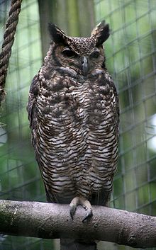 bUhO: Bubo virginianus nacurutu