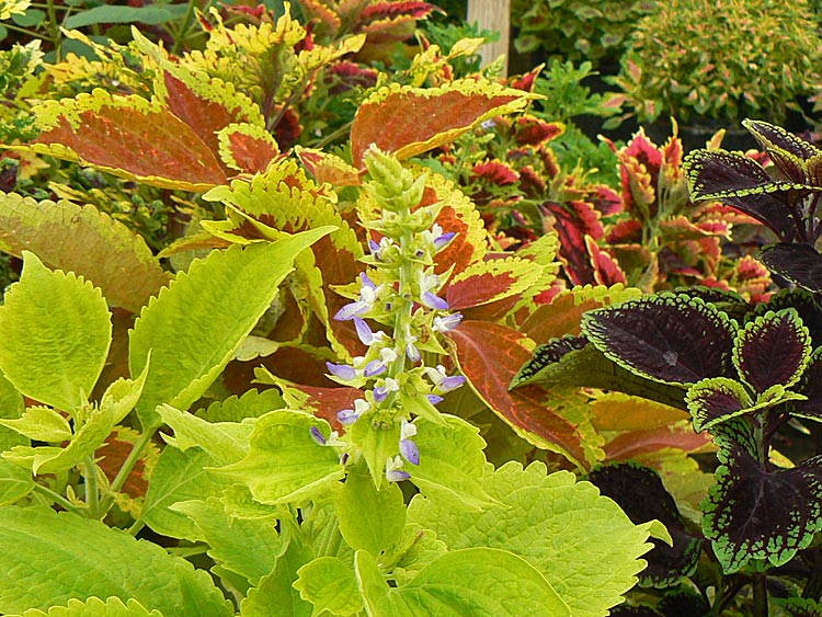 Coleus Connection: To bloom or not to bloom?