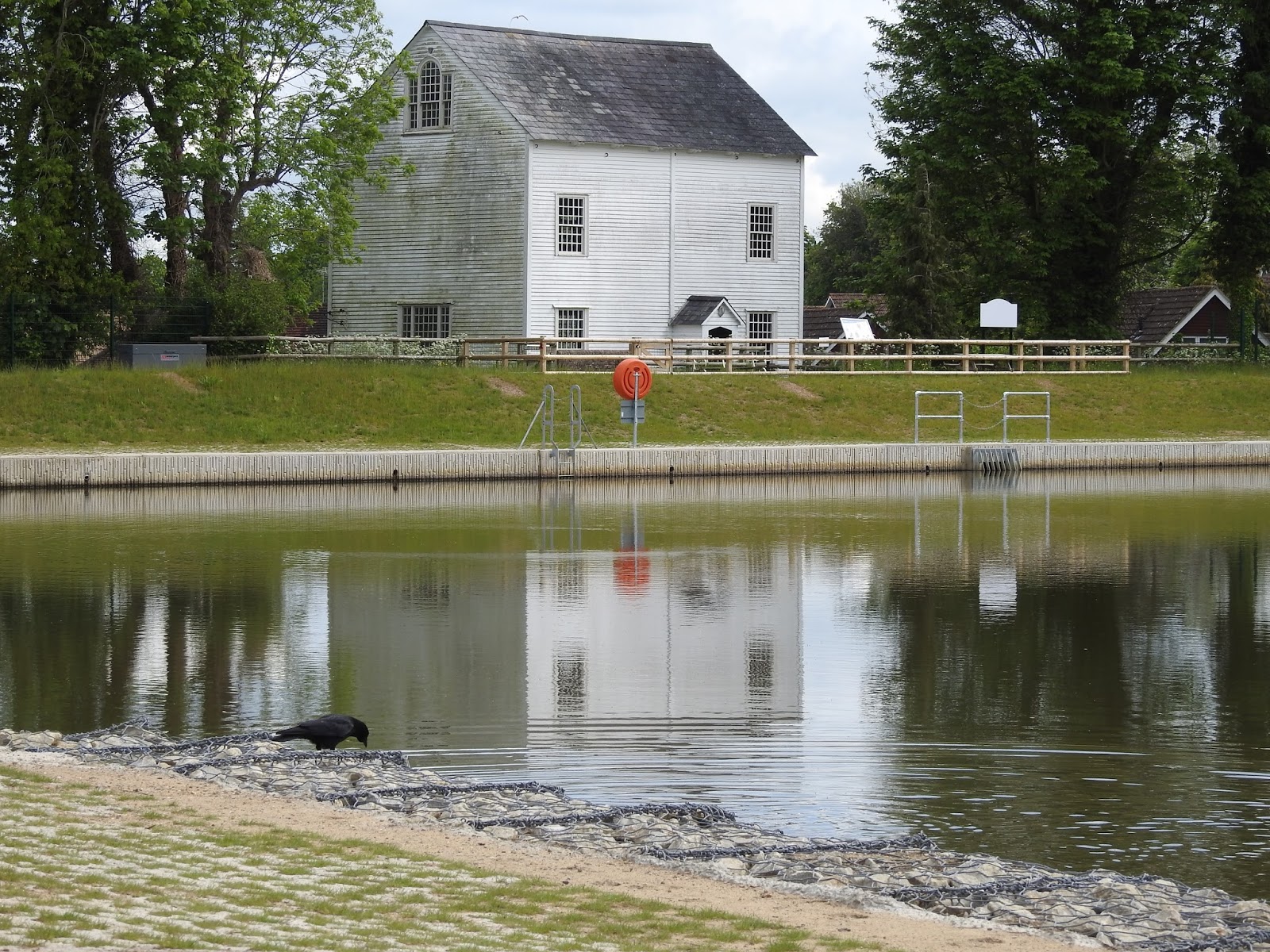Ians Blog: EIGHT PICTURES: Ifield Mill Pond 22 May 2016 (Mainly geese!)