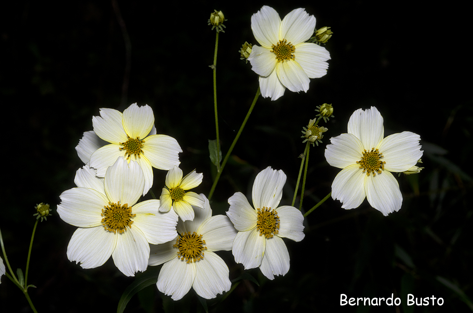 RÍA DE LA VILLA: Invasora pero guapa