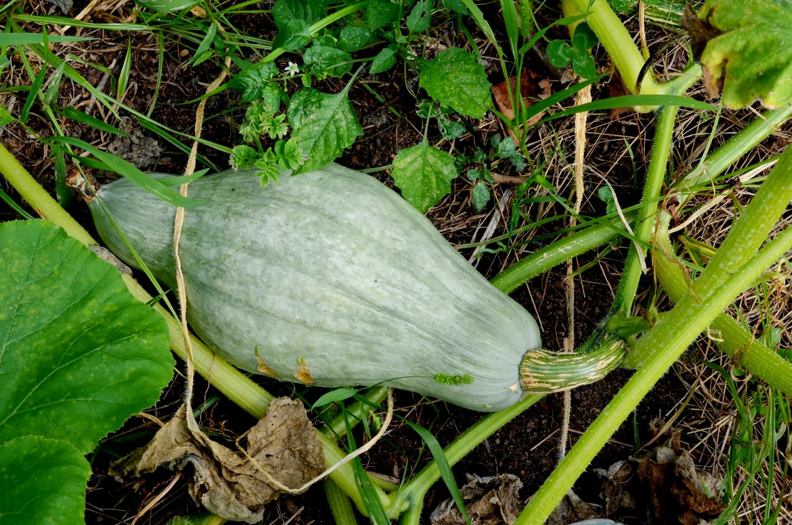 Barberry Hill Farm: Hubbard squash