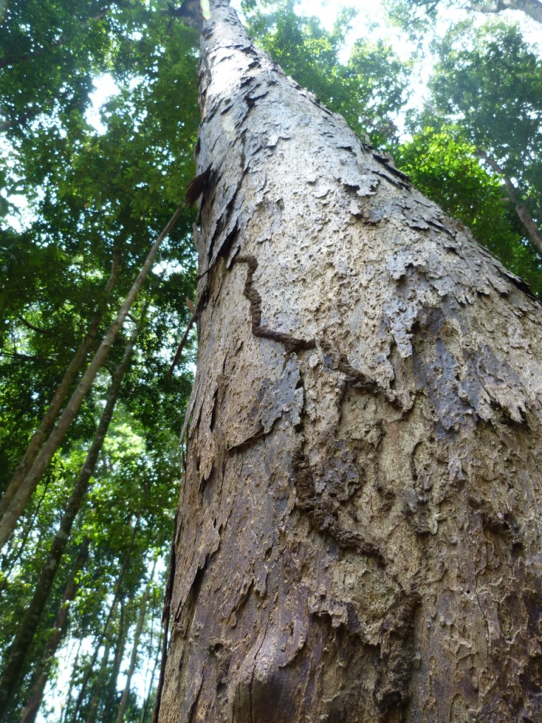 Tales from the Si: Sungai Kanching Waterfall