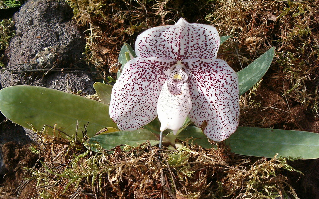 Paphiopedilum godefroyae care and culture | Travaldo's blog