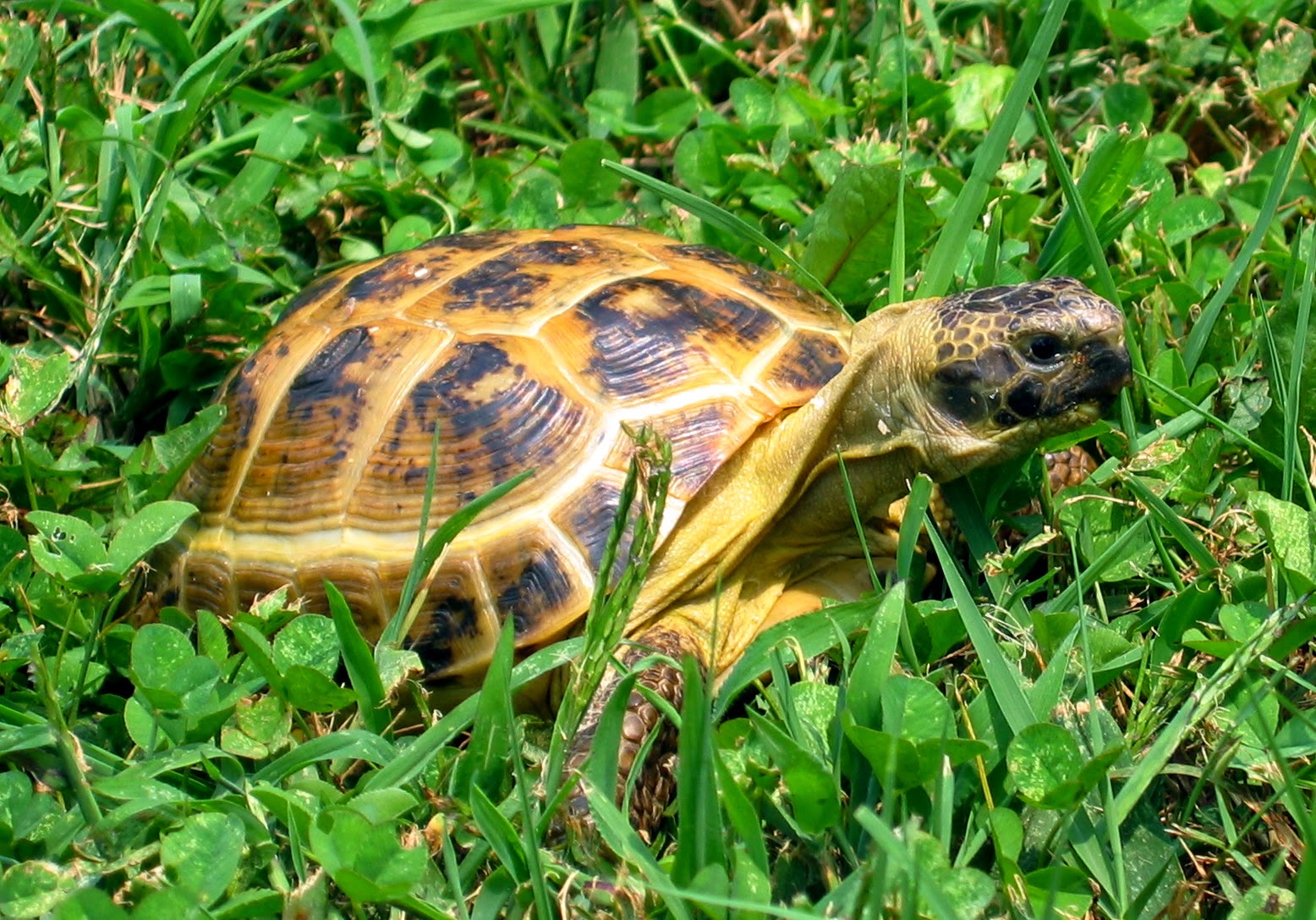PET SMART TORTOISE: Tortoise Library
