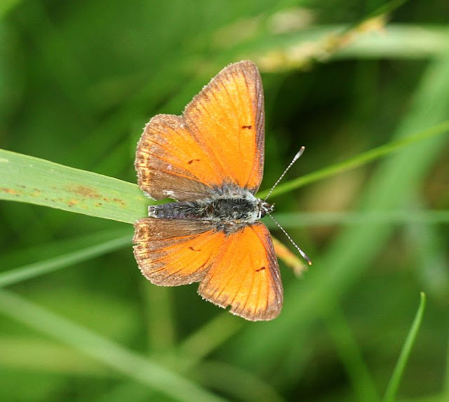 Naturwunder ...: Großer Feuerfalter
