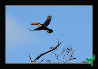 Caatinga: Fauna, Megafauna, Avifauna e Ictiofauna