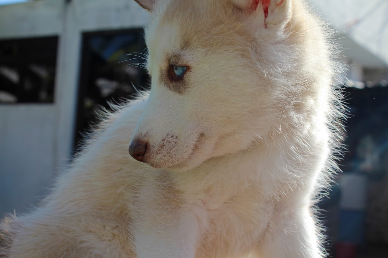 Huskies Ortiz: Husky Siberiano: Macho Color Arena