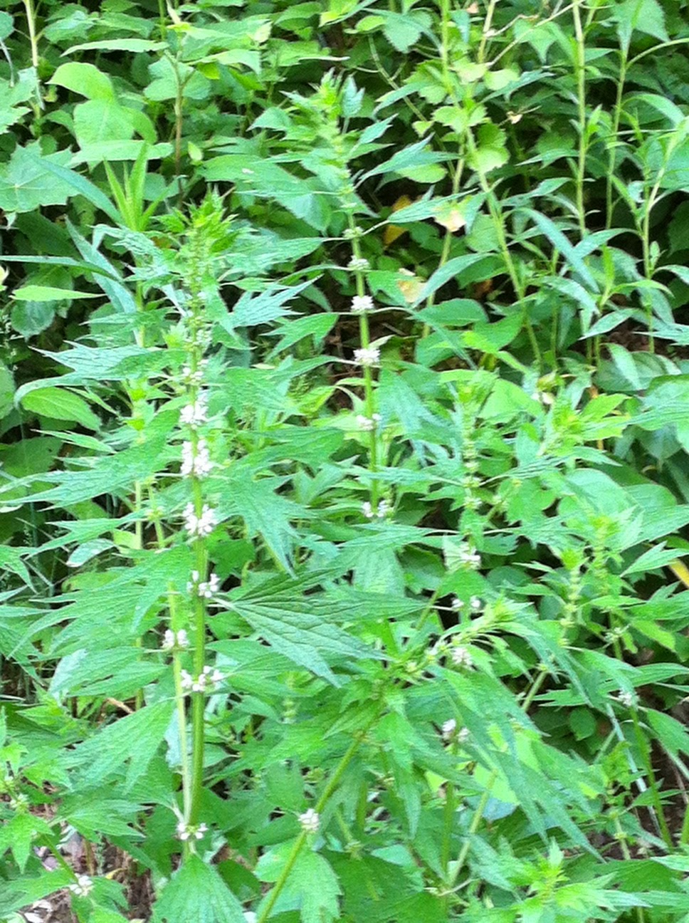 Herblog: A beautiful Motherwort