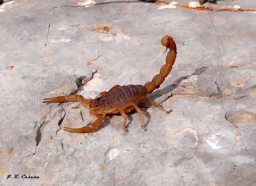 El Gallipato Alcublano: Escorpiones o alacranes (Scorpiones o Scorpionida)