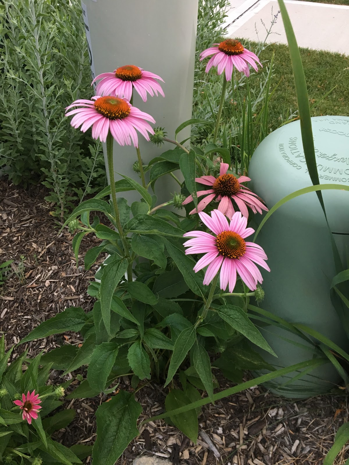 Coneflower