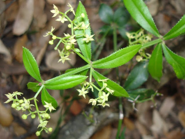 FLORS: Rogeta (Rubia peregrina)