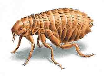 Enlace Veracruzano: Por que saltan tan alto las pulgas?