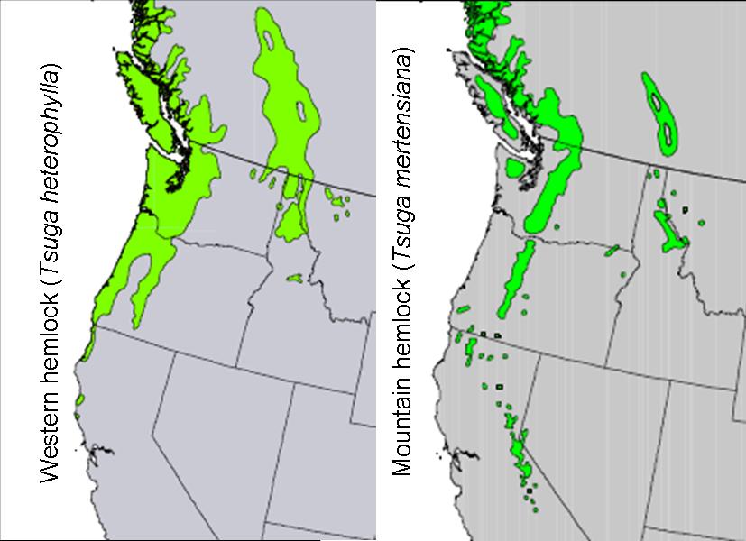 a wilderness journal: Diamond Peak Wilderness