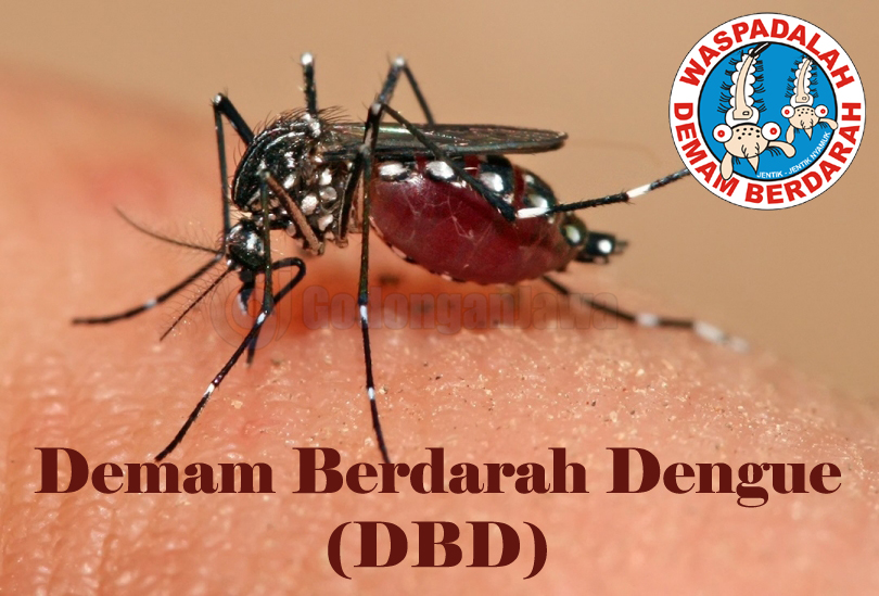 Demam Berdarah Dengue (DBD)
