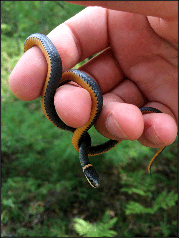 Explorations of an Ecologist: Ontario's prettiest snake