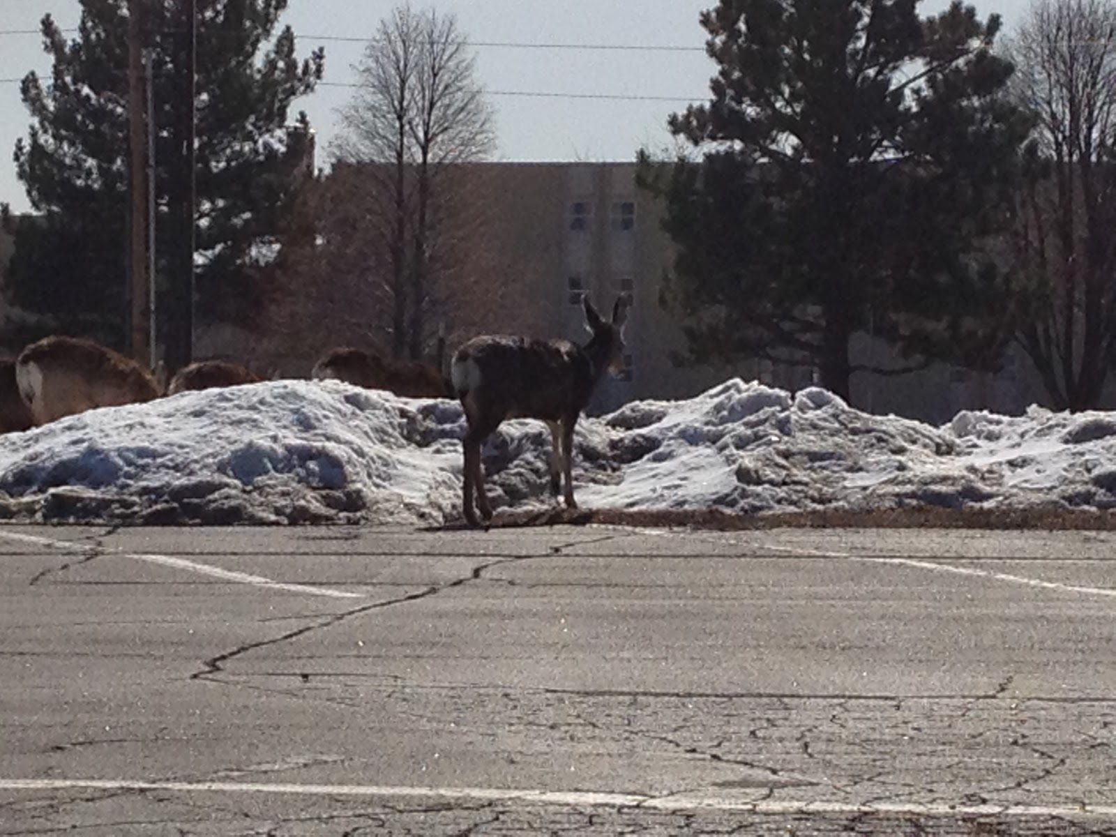 TeacherDance: Nature In The Wild - Parking Lots! 14/31