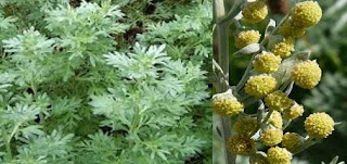 Pelinul în superstiţii, credinţe şi legende - diane.ro