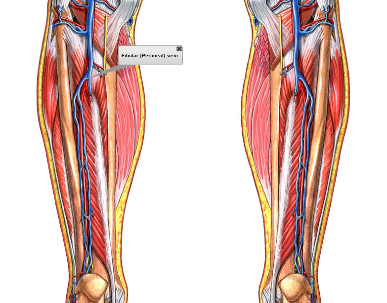 TAREA DE CARDIO : PRACTICA 2 DE CARDIO
