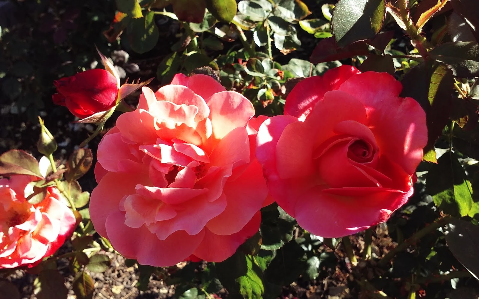 Life: Living Real...: Roses...